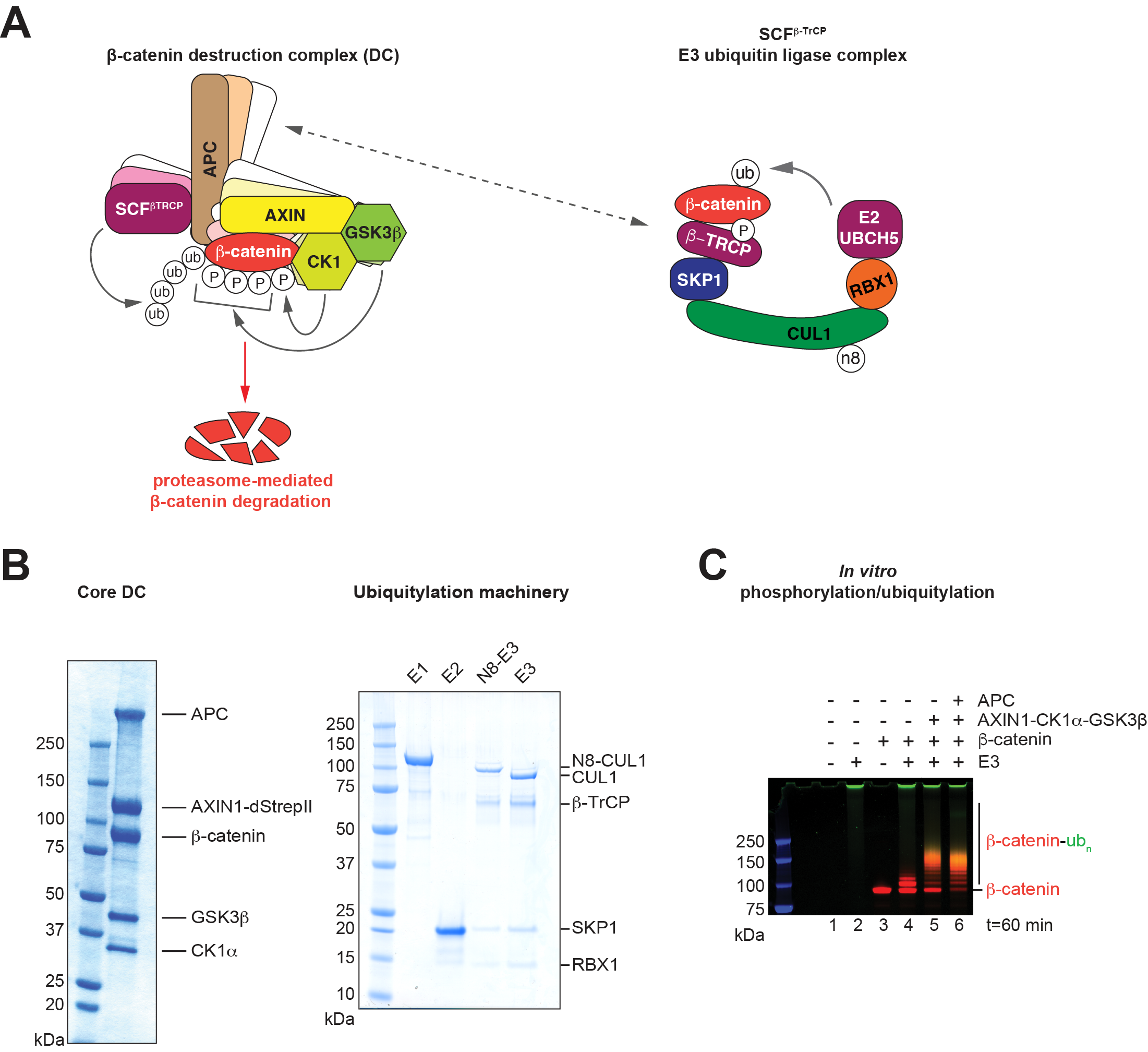 Structural dissection of β-catenin ubiquitylation by cryo ...